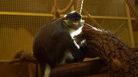 Portrait of cute calm monkey sitting on ... | Stock Video | Pond5