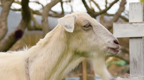 Portrait of a cute goat bleating. | Stock Video | Pond5