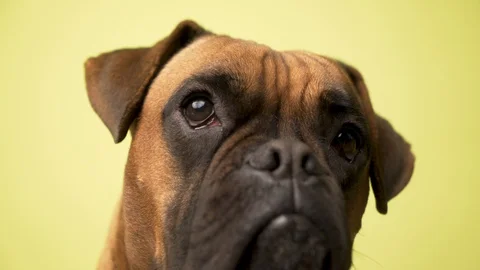 Portrait of a dog breed Boxer Terrier on... | Stock Video | Pond5