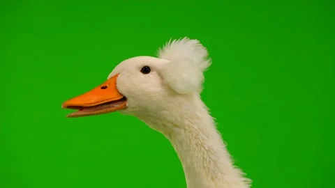 portrait duck quack on a green screen | Stock Video | Pond5