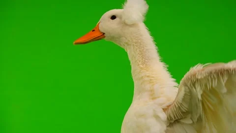 portrait duck quack on a green screen | Stock Video | Pond5