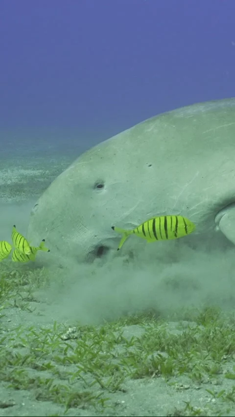 Portrait of Dugong eat green seagrass on... | Stock Video | Pond5
