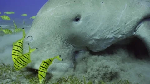 Seagrass Stock Footage ~ Royalty Free Stock Videos | Pond5