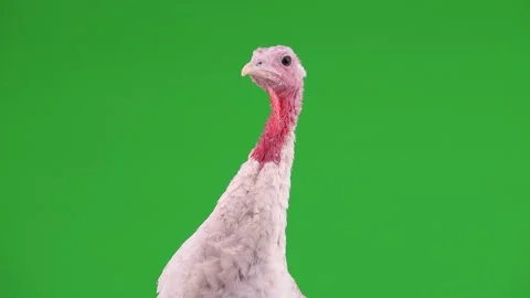portrait female turkey on green screen | Stock Video | Pond5