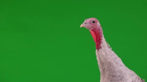 portrait female turkey on green screen | Stock Video | Pond5