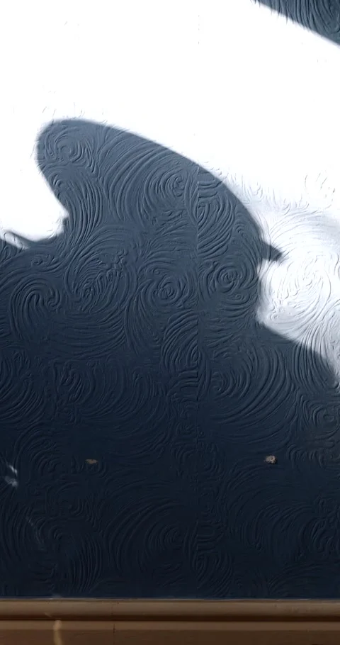 Shadow Th Stock Videos – Royalty-Free HD & 4K Videos | Pond5