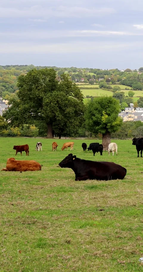 Cows With Su Stock Videos – Royalty-Free HD & 4K Videos