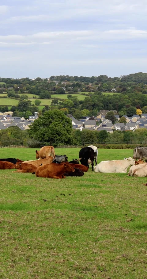 Cows With Su Stock Videos – Royalty-Free HD & 4K Videos