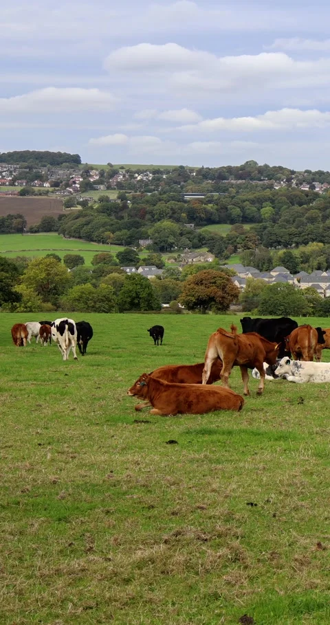 Cows With Su Stock Videos – Royalty-Free HD & 4K Videos