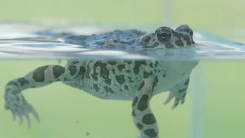 Portrait of frog floating at water surfa... | Stock Video | Pond5