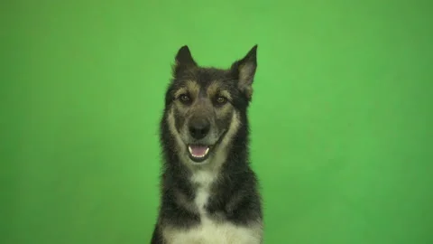 Funny Green Screen Stock Videos – Royalty-Free HD & 4K Videos