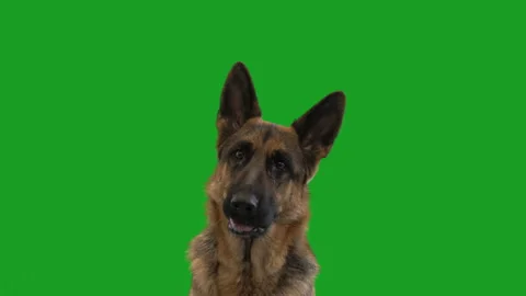 German Shepherd Green Screen Stock Video Footage | Royalty Free German Shepherd Green Screen ...