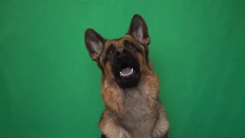 portrait of a german shepherd on a green... | Stock Video | Pond5