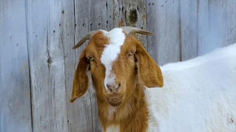 Portrait of a goat shaking its head clos... | Stock Video | Pond5