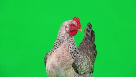 Chicken Green Screen Stock Footage ~ Royalty Free Stock Videos | Pond5