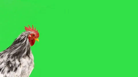 Rooster Green Screen Stock Footage ~ Royalty Free Stock Videos | Pond5