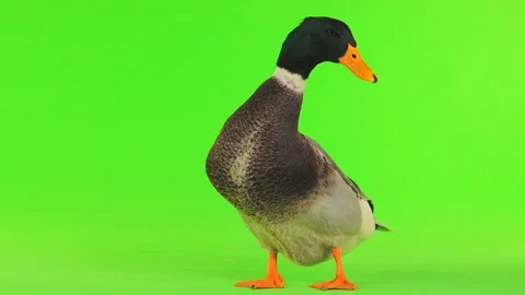 Duck On Green Screen Stock Footage ~ Royalty Free Stock Videos | Pond5