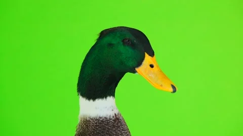 portrait grey duck on a green screen | Stock Video | Pond5