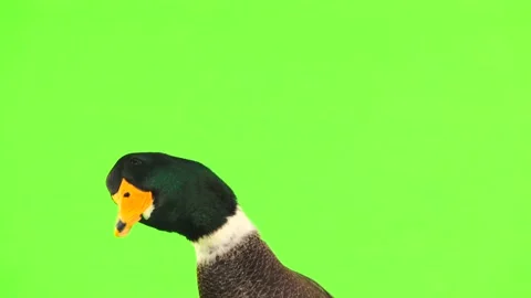 portrait grey duck on a green screen | Stock Video | Pond5