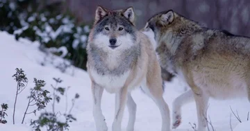 Portrait of injured alpha wolf curiously... | Stock Video | Pond5