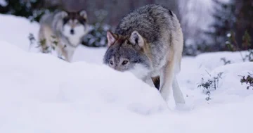 Portrait of injured wolf in pack standin... | Stock Video | Pond5