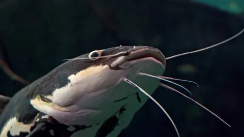 Portrait of a large catfish in an aquari... | Stock Video | Pond5