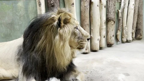 Portrait of a lion. A macro shot of a li... | Stock Video | Pond5