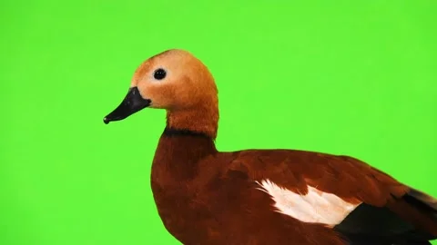 portrait male Beautiful bright red duck ... | Stock Video | Pond5
