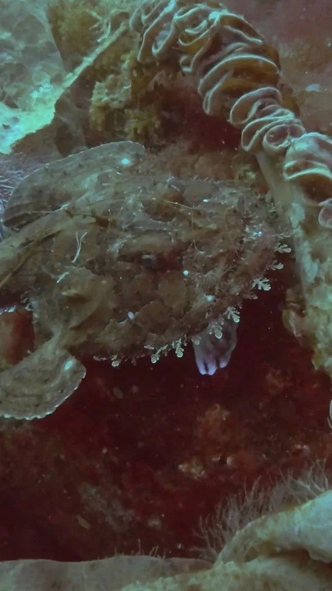 Sea Monk Stock Videos – Royalty-Free HD & 4K Videos