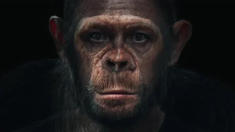 Portrait morph. Monkey turns into man. C... | Stock Video | Pond5