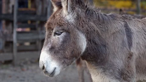 Portrait of an Old Donkey with White and... | Stock Video | Pond5