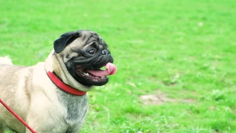 A portrait of a one-year-old pug with a ... | Stock Video | Pond5