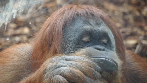 portrait of orangutan tango in a zoo | Stock Video | Pond5