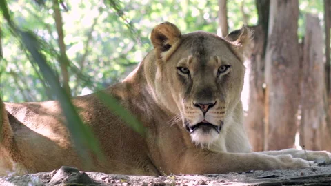 Portrait of a peaceful lioness in the na... | Stock Video | Pond5