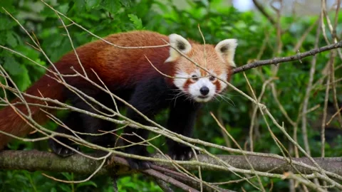 Portrait Of Red Panda Looking At Camera,... | Stock Video | Pond5