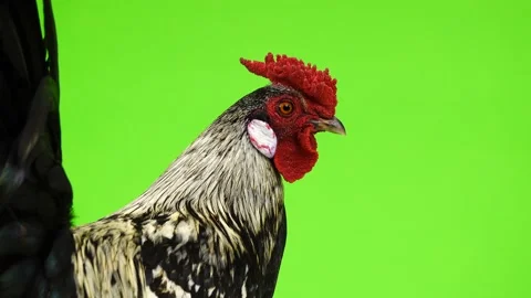 portrait rooster on green screen | Stock Video | Pond5