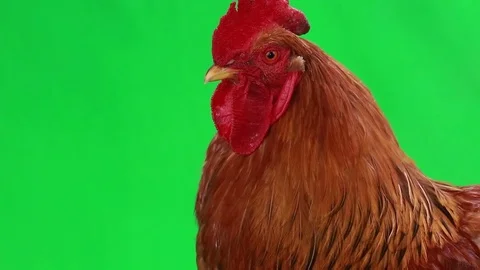 Rooster Green Screen Stock Footage ~ Royalty Free Stock Videos | Pond5