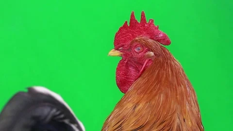 Rooster Green Screen Stock Footage ~ Royalty Free Stock Videos | Pond5