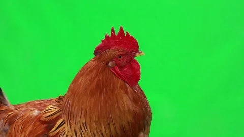 Rooster Green Screen Stock Videos – Royalty-Free HD & 4K Videos | Pond5