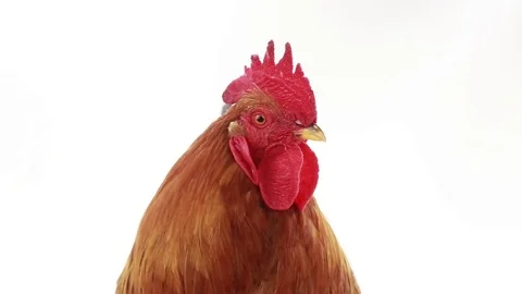 portrait rooster on white screen, studio... | Stock Video | Pond5