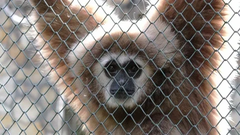 Portrait of a sad gibbon monkey behind b... | Stock Video | Pond5