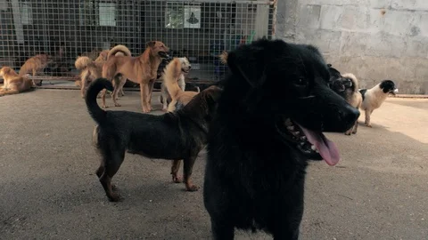 To Be Breed Stock Videos – Royalty-Free HD & 4K Videos