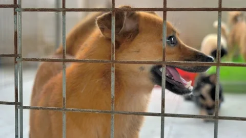 Portrait of sad mixed breed dog behind t... | Stock Video | Pond5