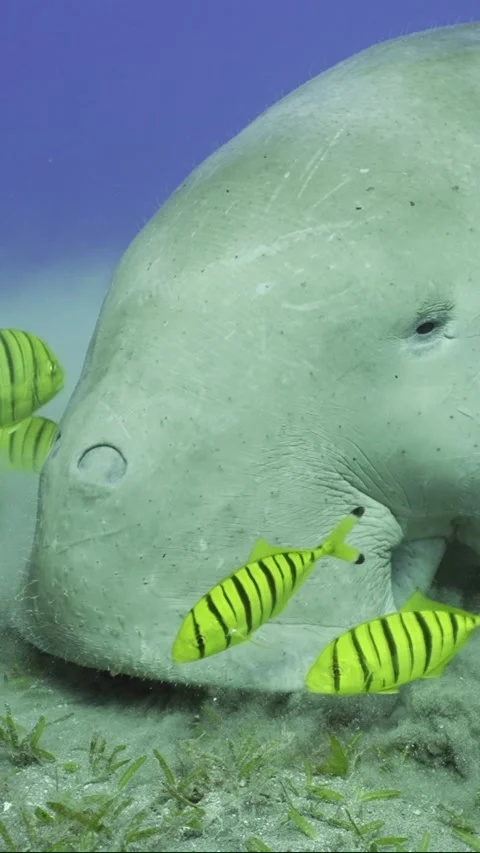 Portrait of Sea Cow grazing on the seabe... | Stock Video | Pond5