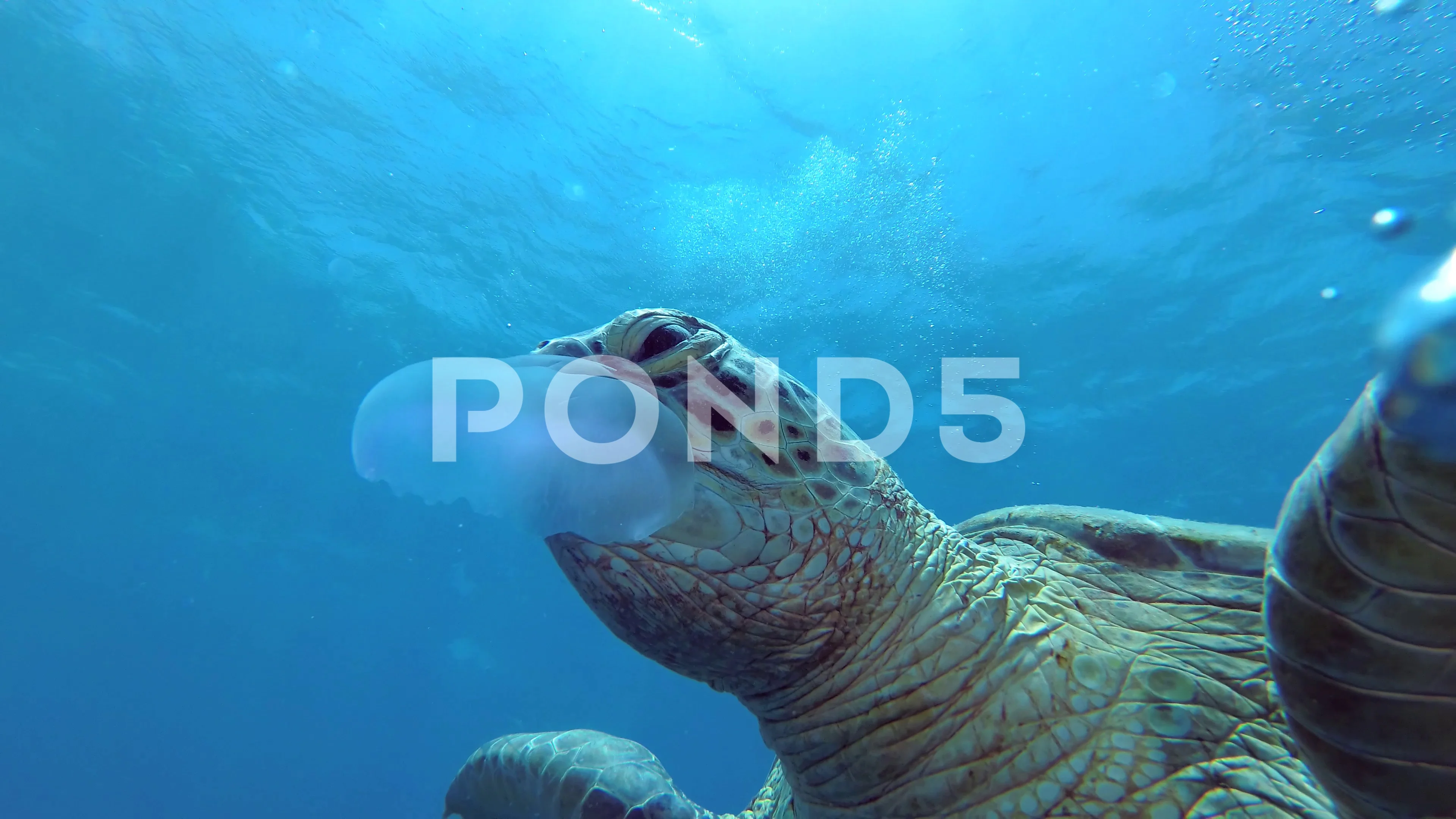 Turtle Eating Jellyfish