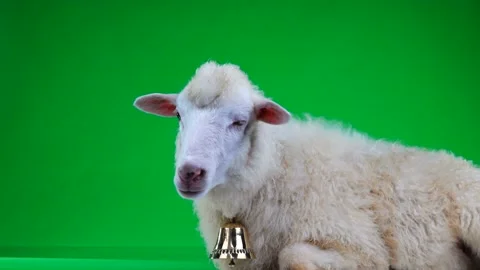 Sheep Sound Stock Videos – Royalty-Free HD & 4K Videos