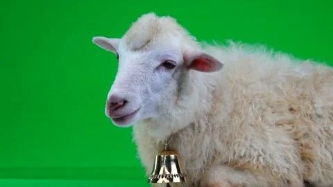 Sheep Green Screen Stock Video Footage | Royalty Free Sheep Green ...
