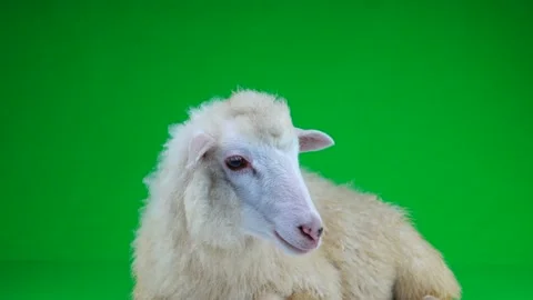 Sheep Green Screen Stock Video Footage | Royalty Free Sheep Green ...
