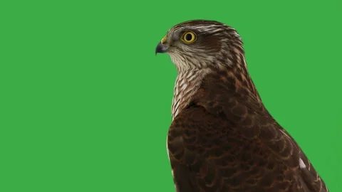 portrait sparrowhawk on green screen | Stock Video | Pond5