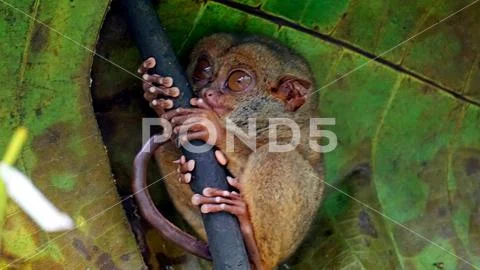 Portrait of Tarsier monkey (Tarsius Syrichta) on the tree at bohol ...